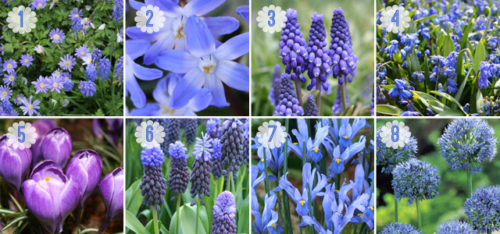 A Touch of the Blues - Bulb Blog | Gardening Tips and Tricks | Learn ...