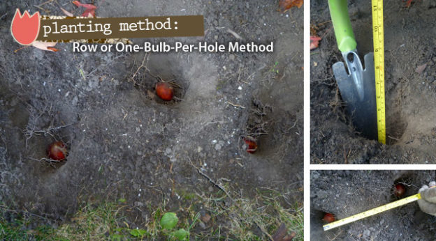 To Bouquet or not to Bouquet... - Bulb Blog | Gardening Tips and Tricks ...