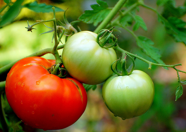 Tomato: Fruit or Vegetable??? - Bulb Blog | Gardening Tips and Tricks ...