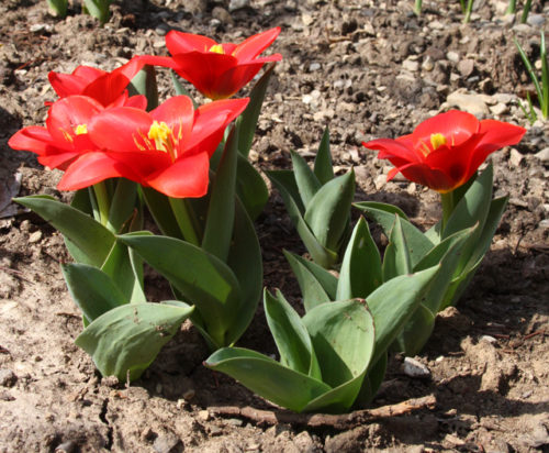 Stunted Tulips??? - Bulb Blog | Gardening Tips and Tricks | Learn ...