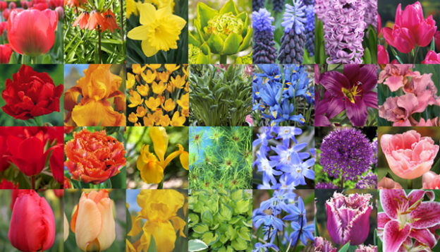 Color, Color, and MORE Color! - Bulb Blog | Gardening Tips and Tricks ...