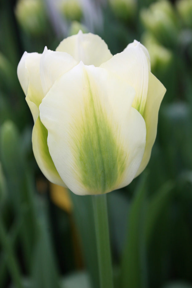 Bulb Bargain: Spring Green Tulips - Bulb Blog | Gardening Tips and ...