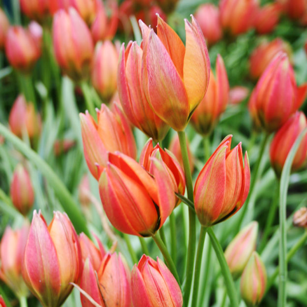 Heirloom Tulips | Old Fashioned Tulips | Perennial Tulips | Species Tulips