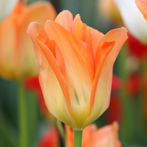 Heirloom Tulips | Old Fashioned Tulips | Perennial Tulips | Species Tulips