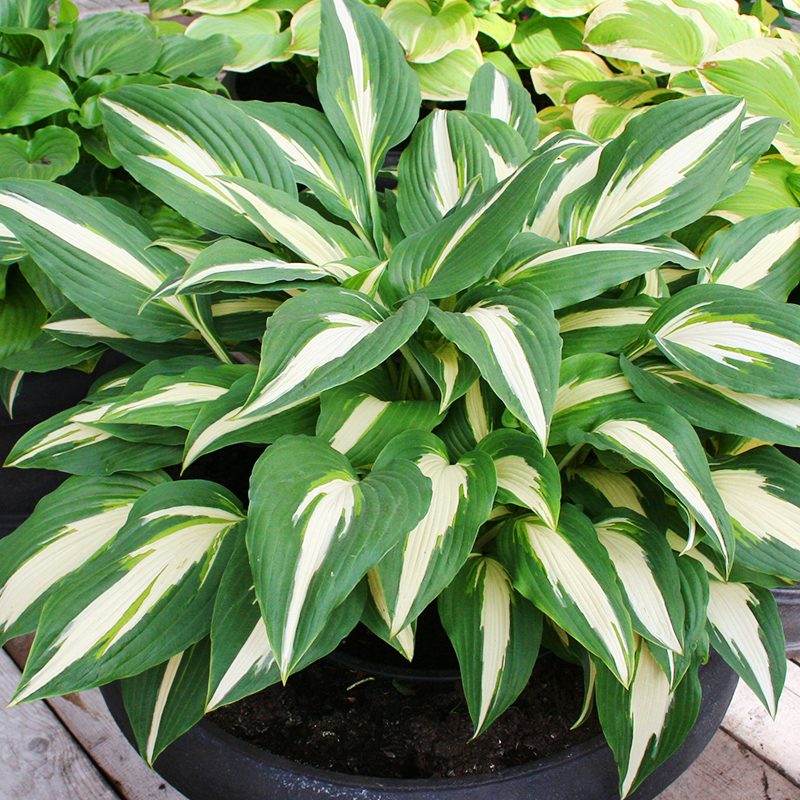 Hosta Design 101 - Bulb Blog | Gardening Tips and Tricks | Learn ...