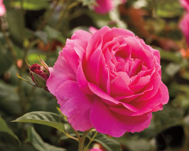 Tips For Planting Bareroot Roses Bulb Blog Gardening Tips And