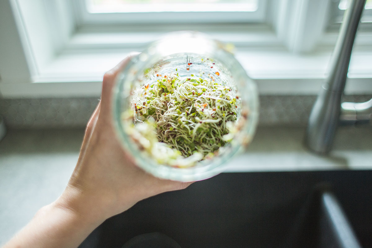 Organic Sprouts 101 - Bulb Blog | Gardening Tips and Tricks | Learn ...