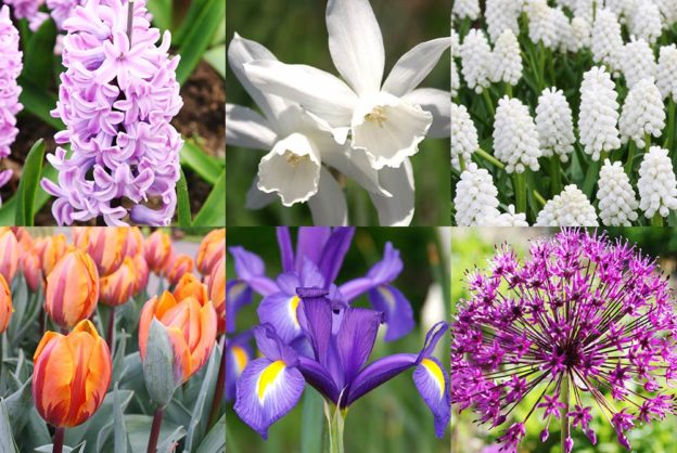Best Spring Blooms for Vases and Fragrance | Up to 90 Days of Fragrance