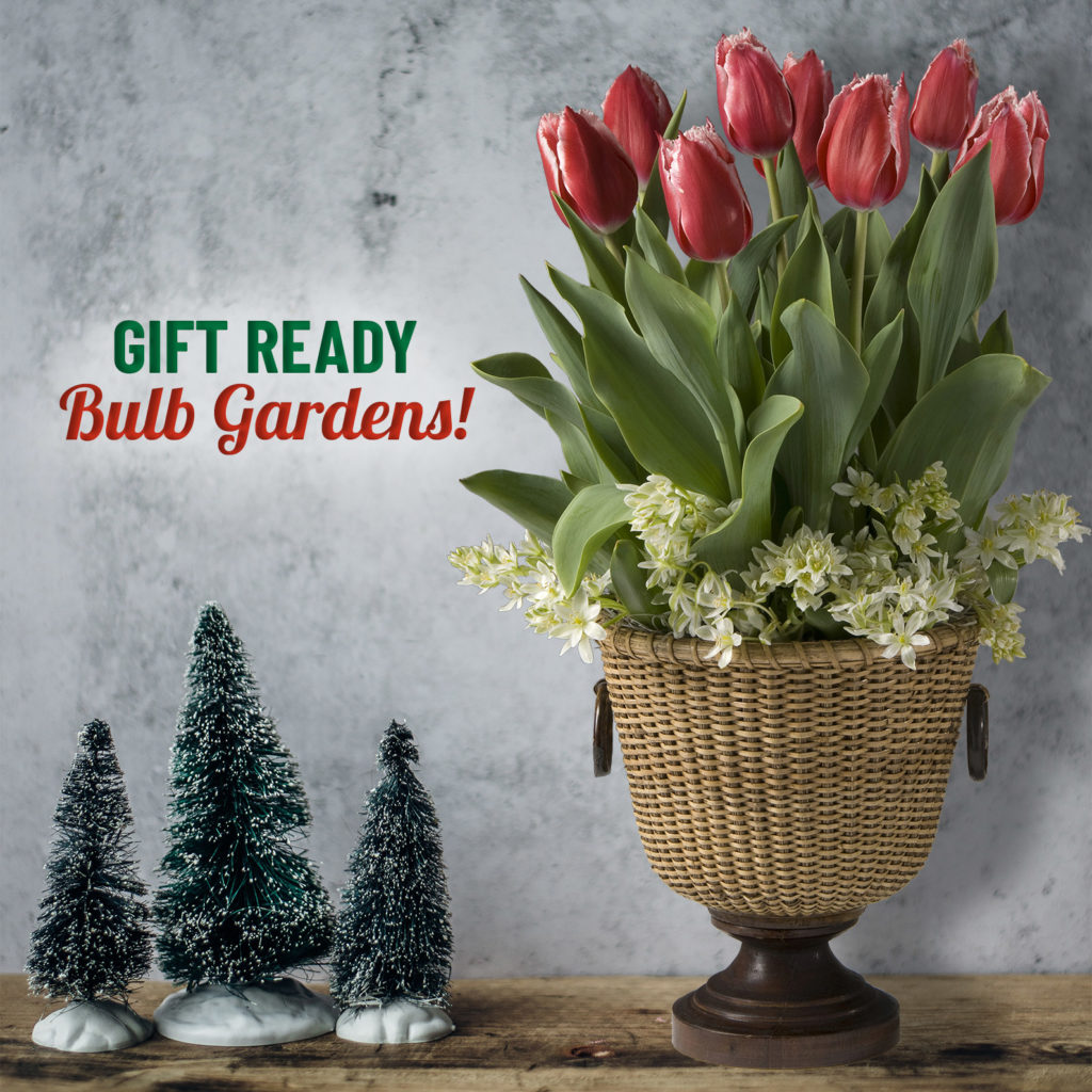 Give the Gift of Blooming Bulbs - Bulb Blog | Gardening Tips and Tricks ...
