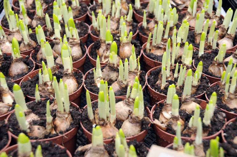 10 Steps to Growing Tête à Tête Daffodils in Pots - Bulb Blog ...