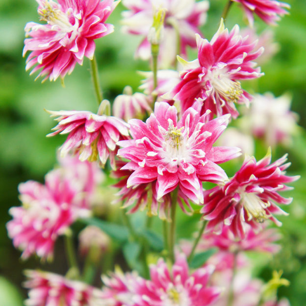 Planting Bare Root Perennials | Tips for Success with Bare Roots