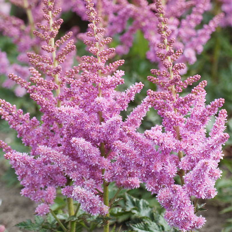 Pink Perennials For Shade