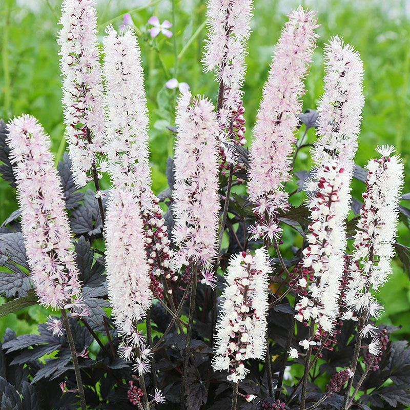 7 Unique Shade Plants | Plants that Love Shade | Low Light Perennials