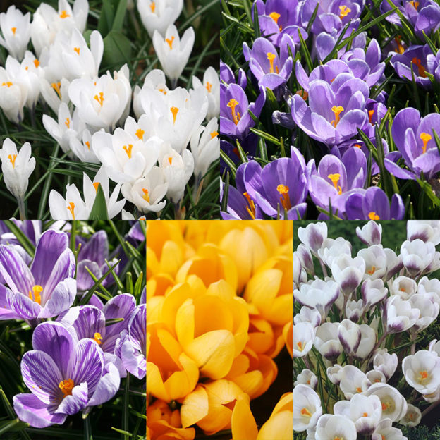 Spring Blooming Ground Cover | Flowers that Bloom in Spring | Bulb Blog