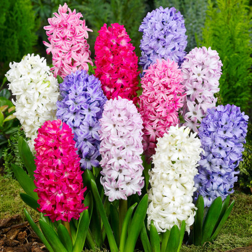 How to Plant Hyacinths | The Complete Guide to Growing Hyacinths