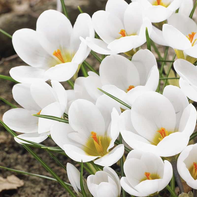 Species Crocus vs. Giant Crocus | Botanical Crocus Characteristics