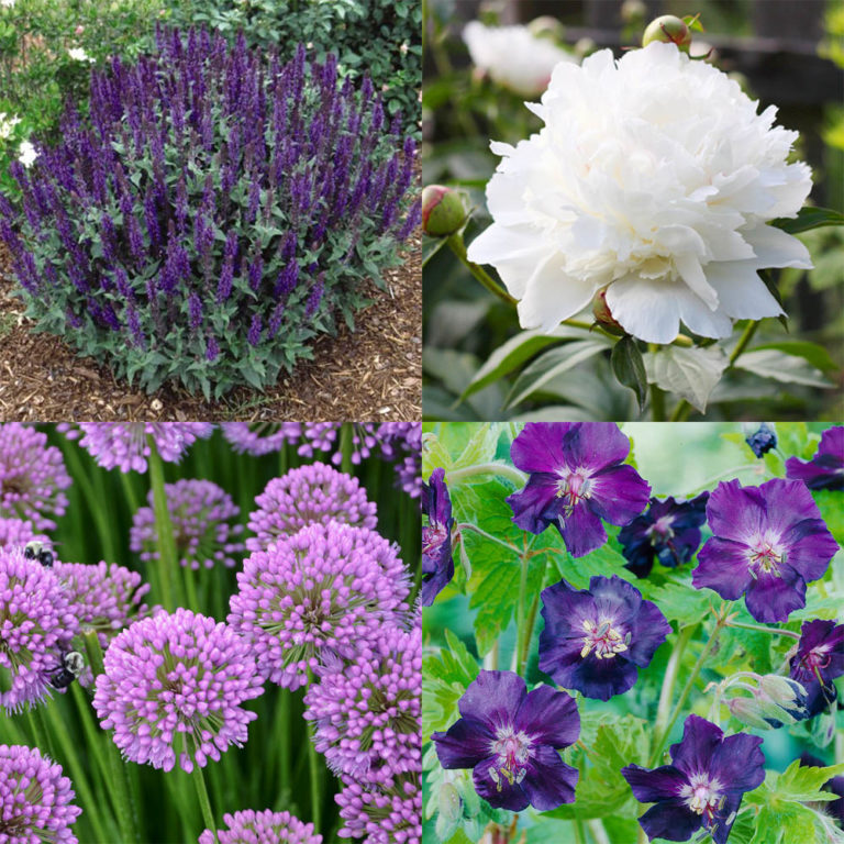 Deer Resistant Planting Ideas | Deer Resistant Flowers | Bulb Blog