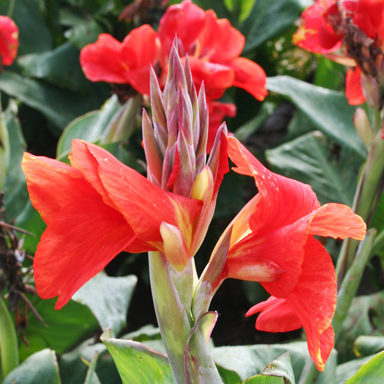 How to Grow Canna Lily Bulbs | Complete Guide to Growing Canna Lilies