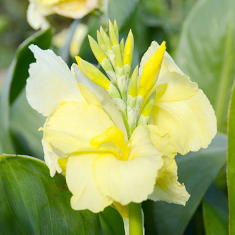 How to Grow Canna Lily Bulbs | Complete Guide to Growing Canna Lilies