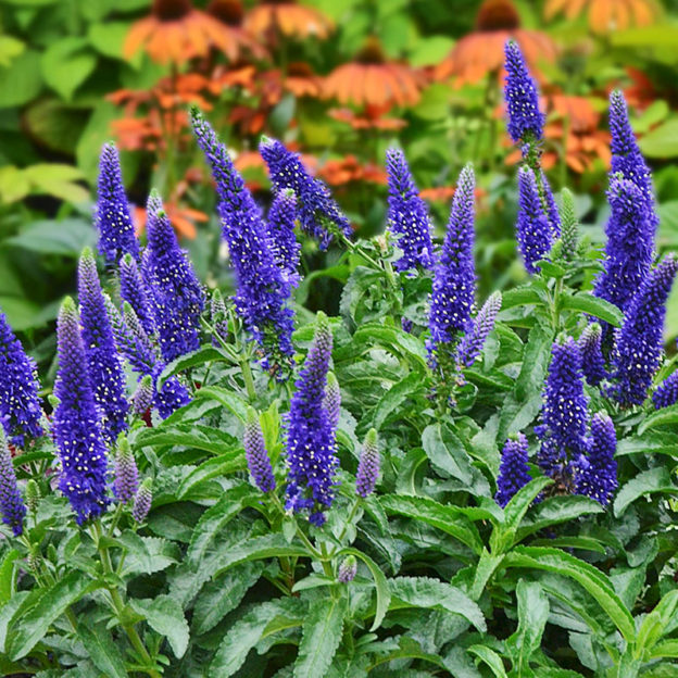 Deer Resistant Flowers | Favorite Summer Flowers That Deer Don't Like