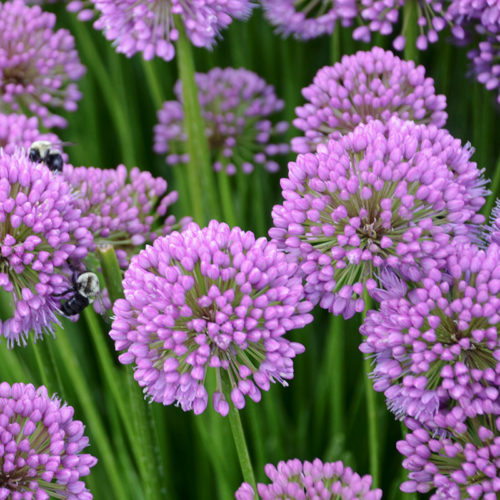 Blooms Spring Through Summer | Perennial Garden | Bulb Blog
