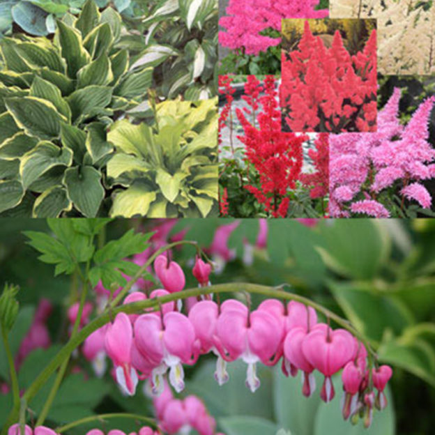 The Complete Guide to Growing Hosta | How to Grow Hosta | Bulb Blog