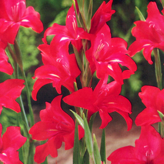 Complete Guide to Growing Gladiolus | Bulb Blog | Gardening Tips