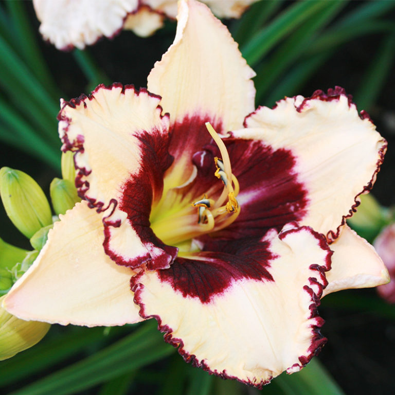 Complete Guide to Growing Daylilies | How to Grow Daylilies