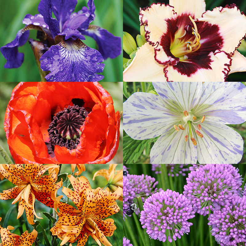 Blooms Spring Through Summer | Perennial Garden | Bulb Blog
