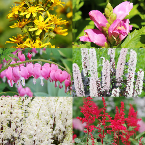 Blooms Spring Through Summer | Perennial Garden | Bulb Blog