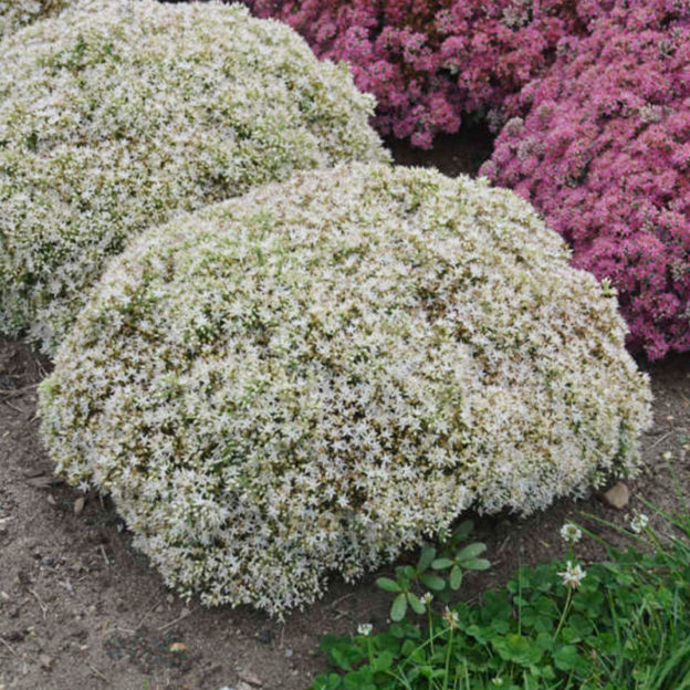 Complete Guide to Growing Sedum | How to Grow Sedum Outdoors