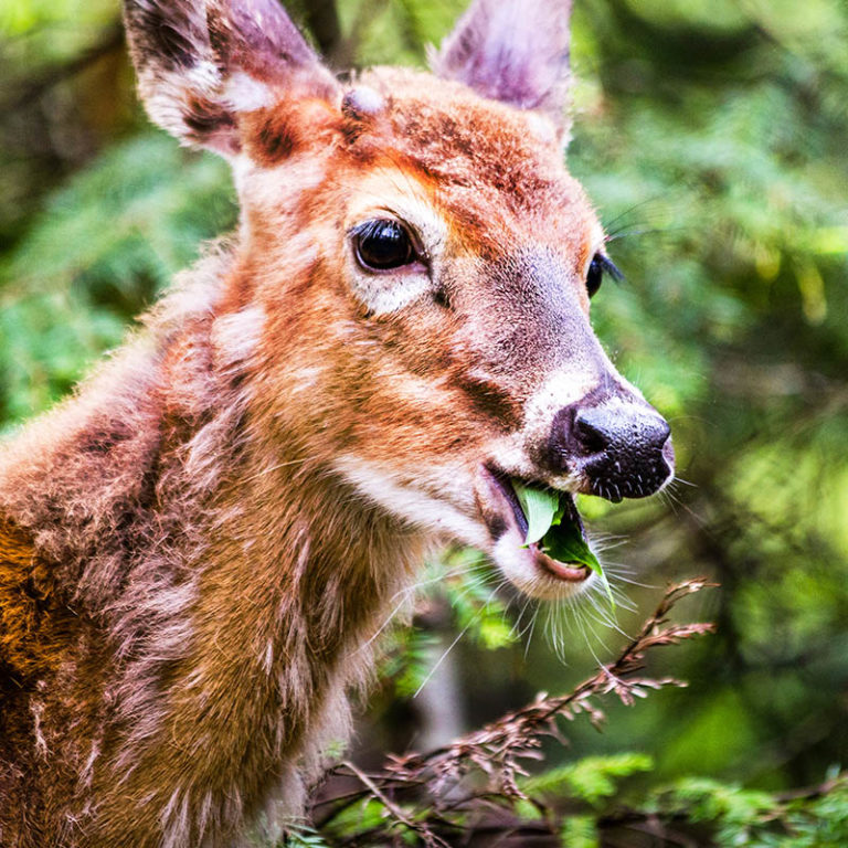 Common Garden Pests | How to Deter Critters in Your Garden | Bulb Blog