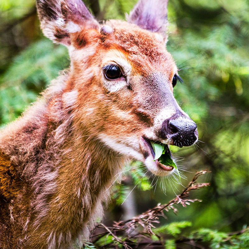 Deer Resistant Flowers | Favorite Summer Flowers That Deer Don't Like