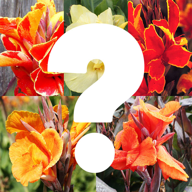 What Are My Flowers Up To? When Will My Flowers Bloom? | Bulb Bulb