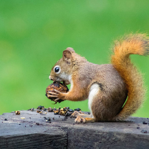 Common Garden Pests | How to Deter Critters in Your Garden | Bulb Blog