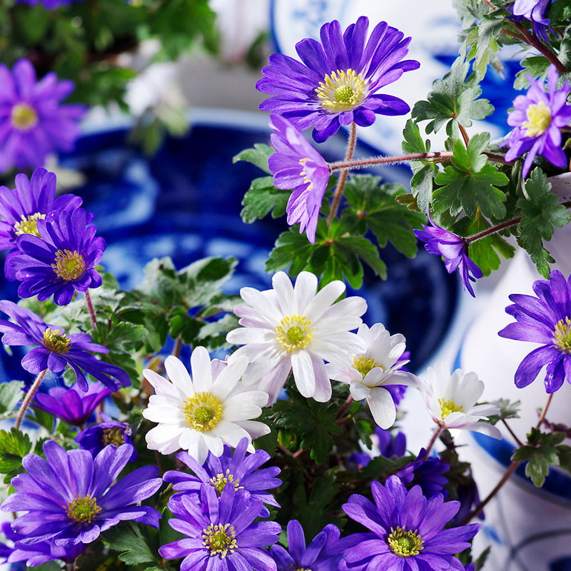Spring Blooming Ground Cover | Flowers that Bloom in Spring | Bulb Blog