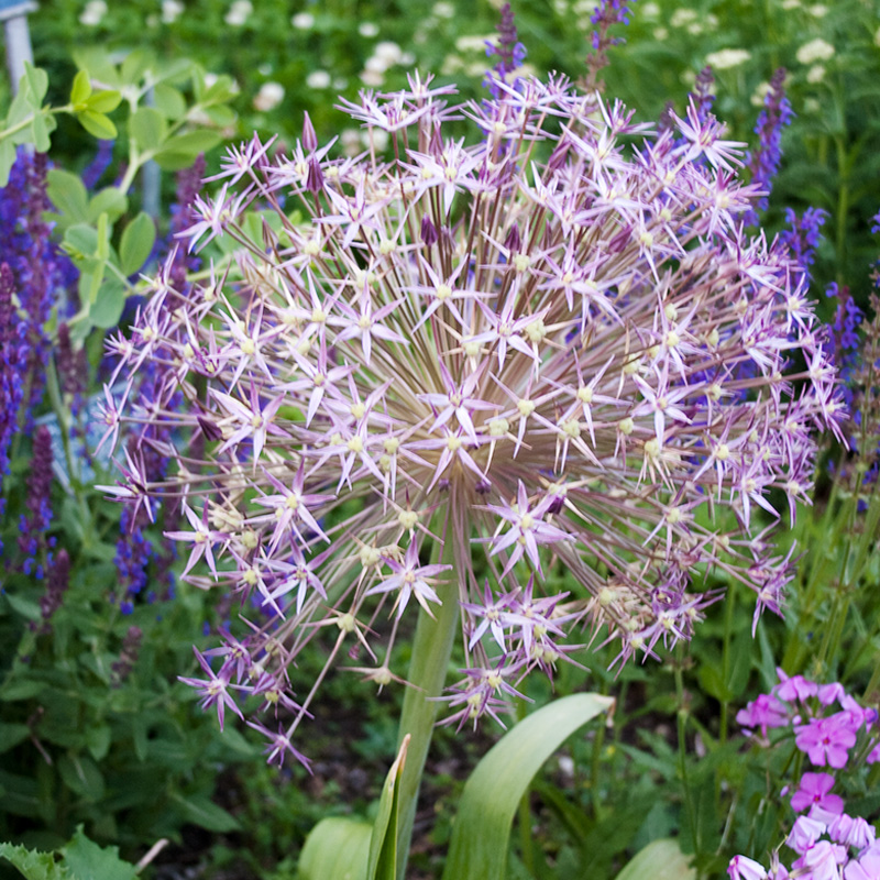 Complete Guide to Growing Allium | Allium Care | Bulb Blog