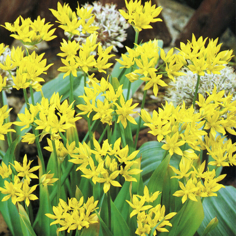 Complete Guide to Growing Allium | Allium Care | Bulb Blog