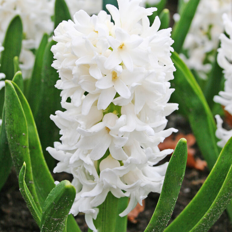 How to Plant Hyacinths | The Complete Guide to Growing Hyacinths