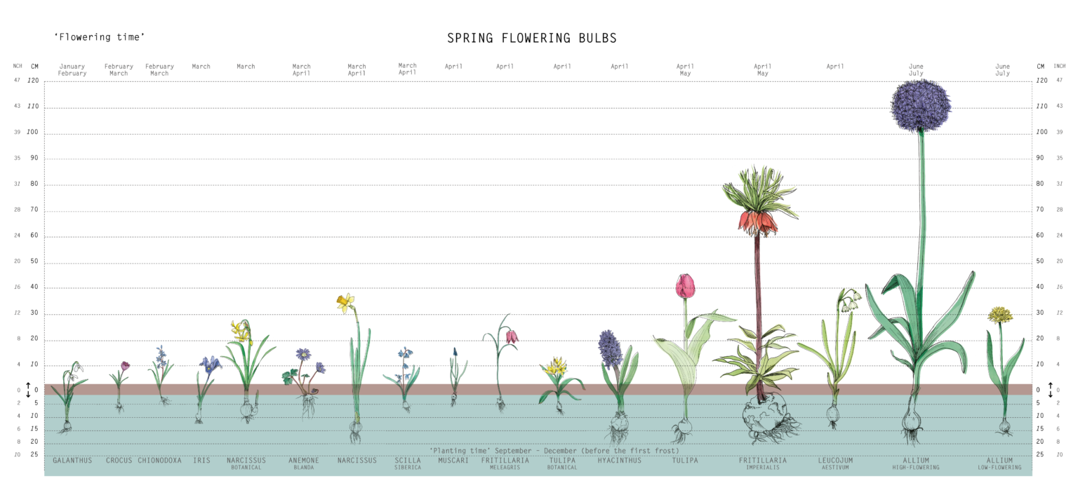 Planting Flower Bulbs in Fall | When to Plant Bulbs for Spring Flowers