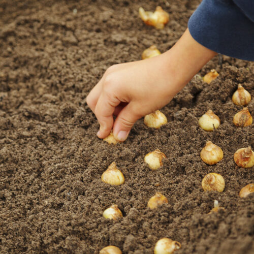 How Many Flower Bulbs to Plant | Flower Bulb Spacing Chart | Bulb Blog