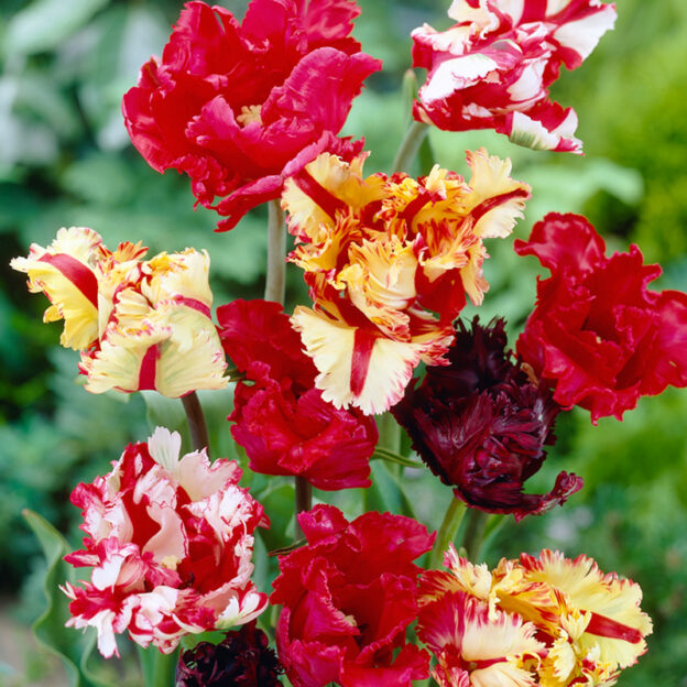 Spring Blooms for 90 Days | How to Have Flowers All Spring | Bulb Blog