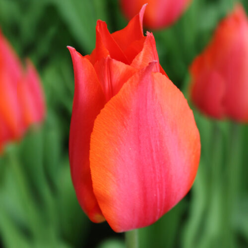 Heirloom Tulips | Old Fashioned Tulips | Perennial Tulips | Species Tulips