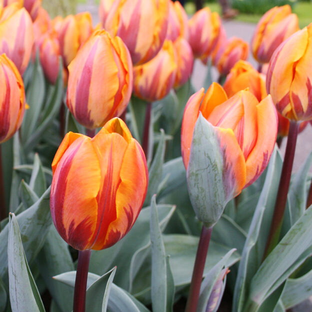 Heirloom Tulips | Old Fashioned Tulips | Perennial Tulips | Species Tulips