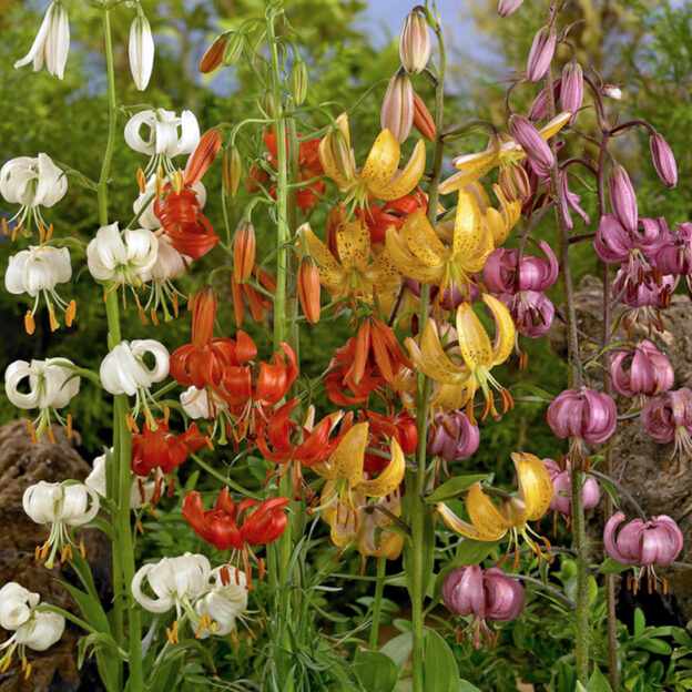 Fall Flower Bulb Mixes Make Garden Planning Easy | Bulb Blog