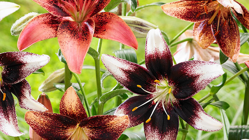 Fall Planted Bulbs | Tips and Advice for Planting Bulbs in Fall | Bulb Blog