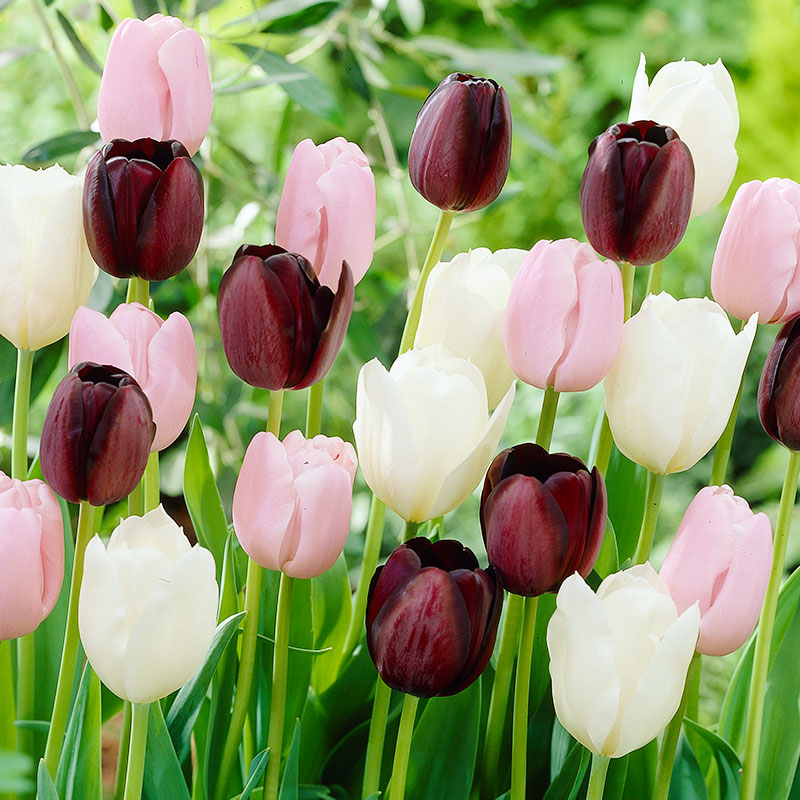 Fall Flower Bulb Mixes Make Garden Planning Easy | Bulb Blog