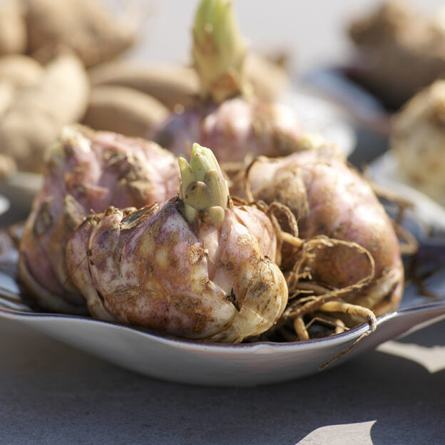 Summer Flower Bulb Basics | How to Identify Healthy Flower Bulbs