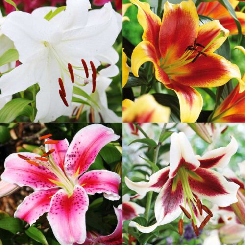 Top 10 Flower Bulbs to Plant in Spring for Summer | Summer Flower Bulbs