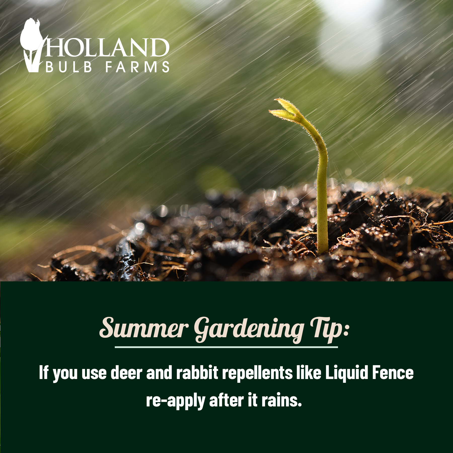 20 Summer Flower and Garden Tips | Beginner Garden Help | Bulb Blog